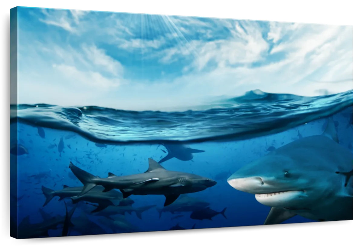 Ebern Designs Shiver Of Sharks Sunshine | Wayfair