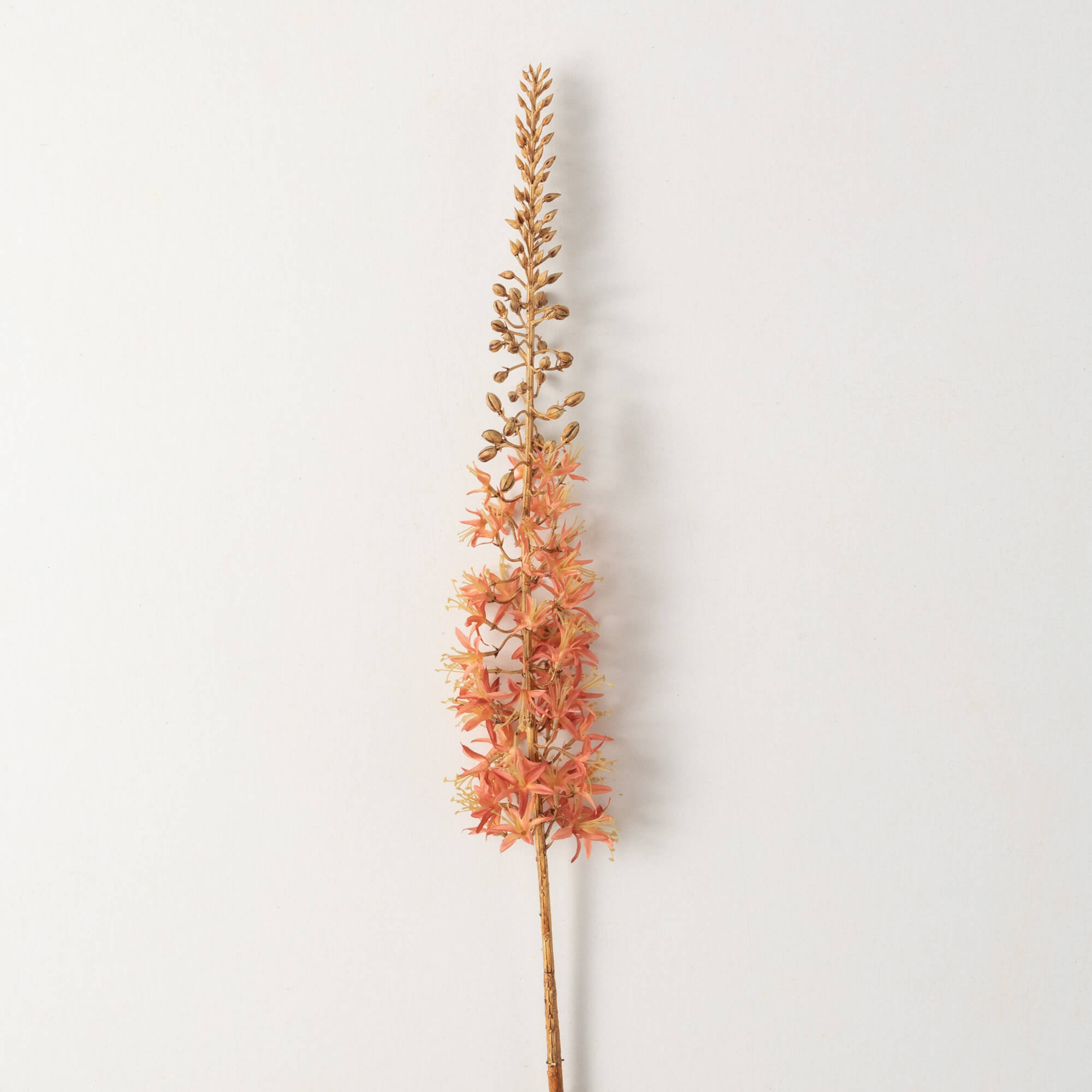 Primrue Eremurus Arrangement | Wayfair