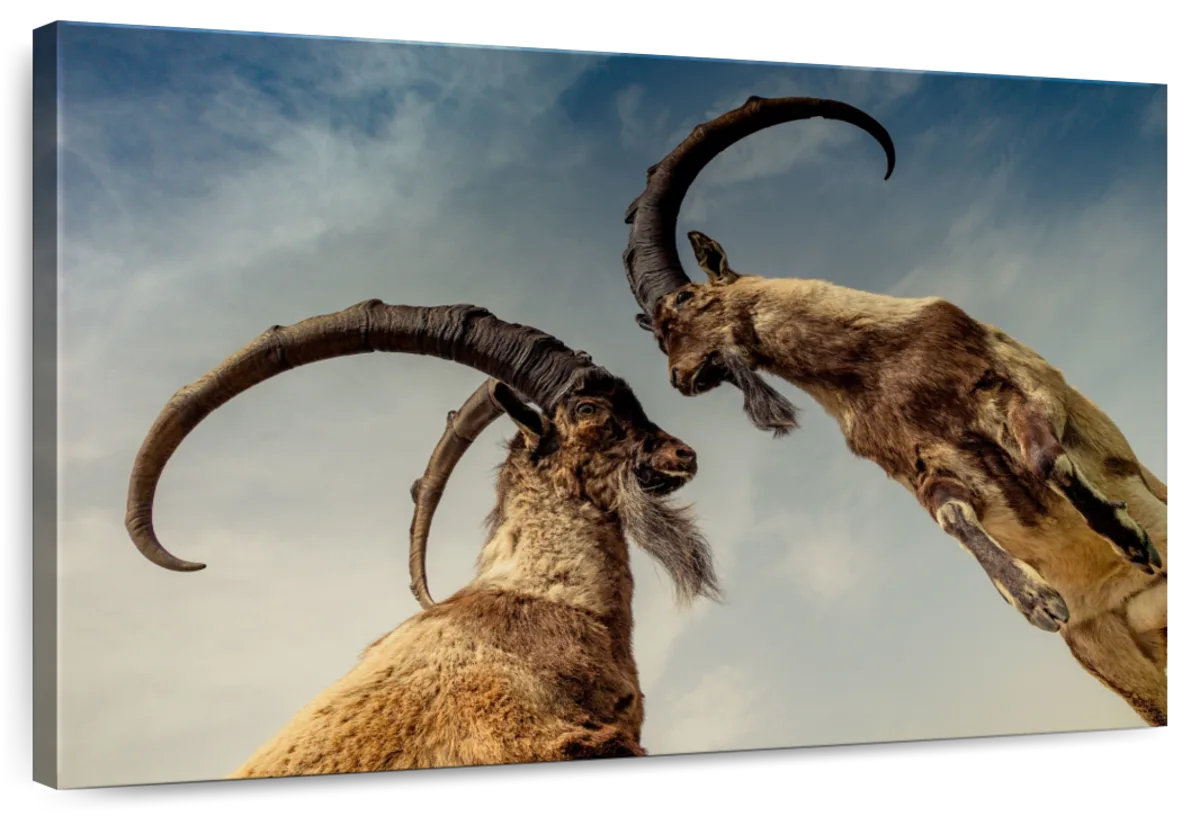 Ebern Designs Brampt Goat Clash | Wayfair