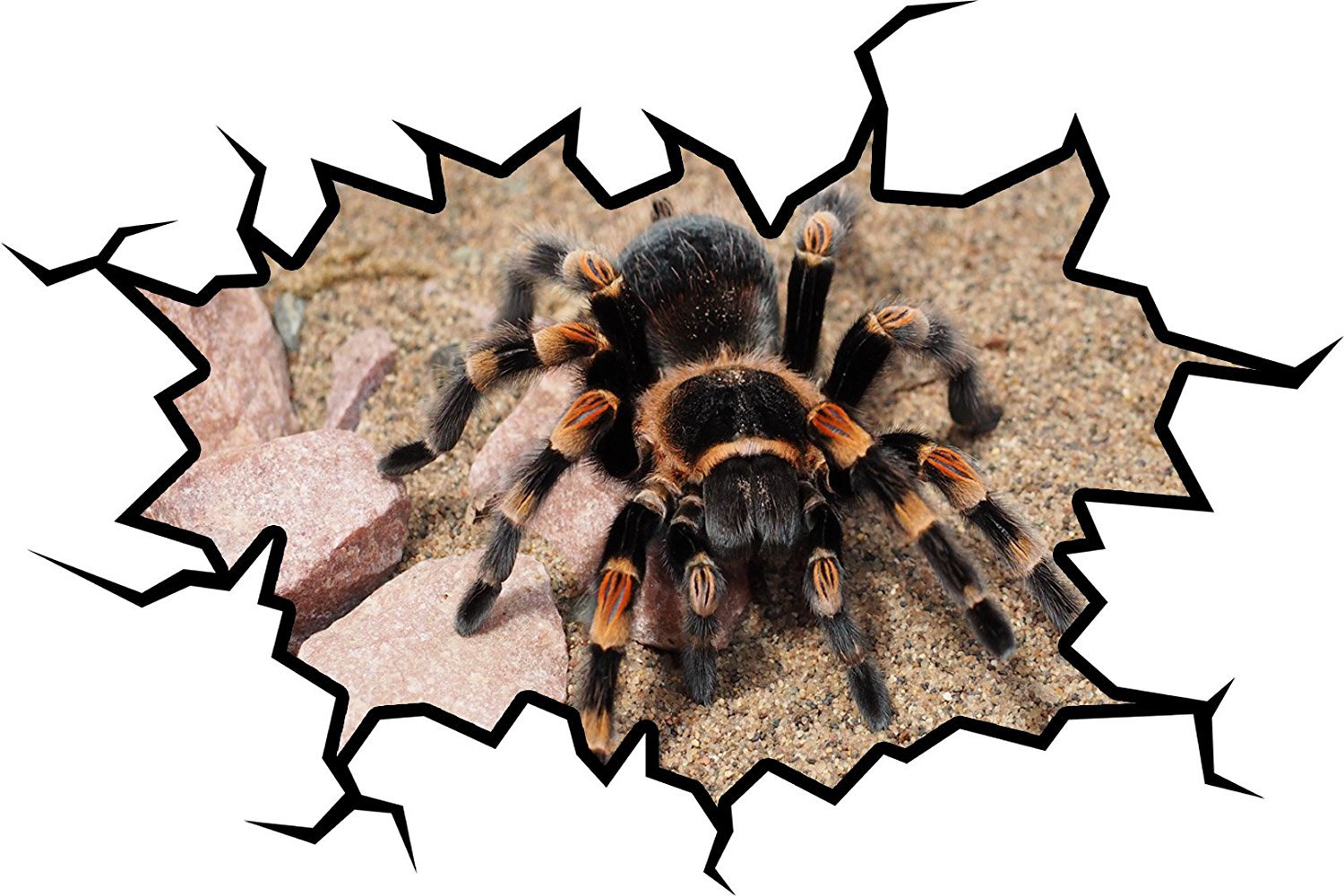 East Urban Home Tarantula Wall Decal | Wayfair