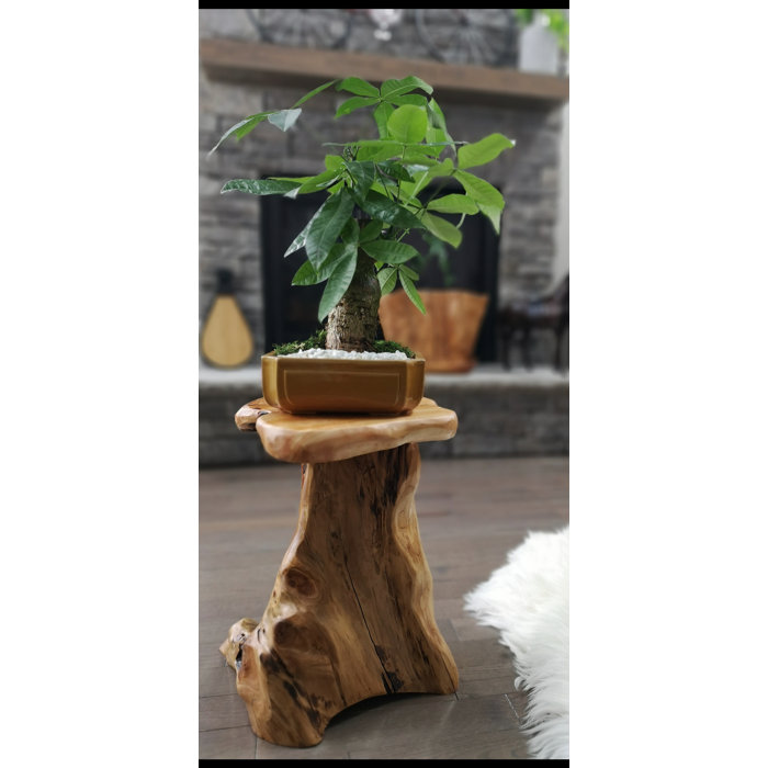 Millwood Pines Tora Plant Stand | Wayfair