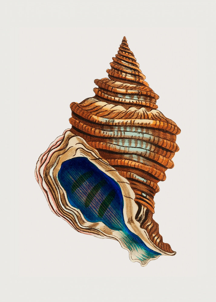 Beachcrest Home Shell Club Shaped | Wayfair.co.uk