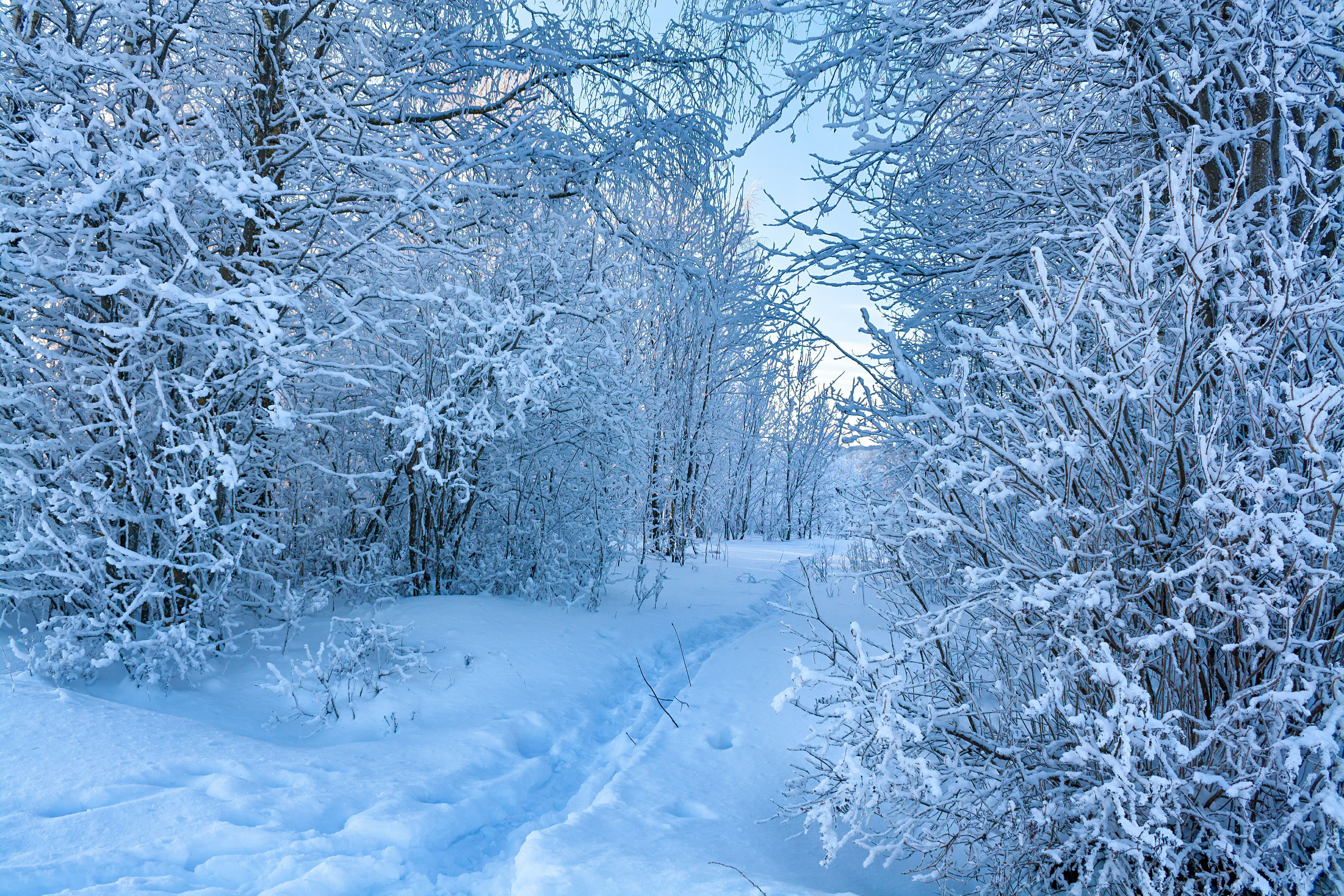 Ebern Designs Delanos Winter Forest by - Wrapped Canvas Photograph ...