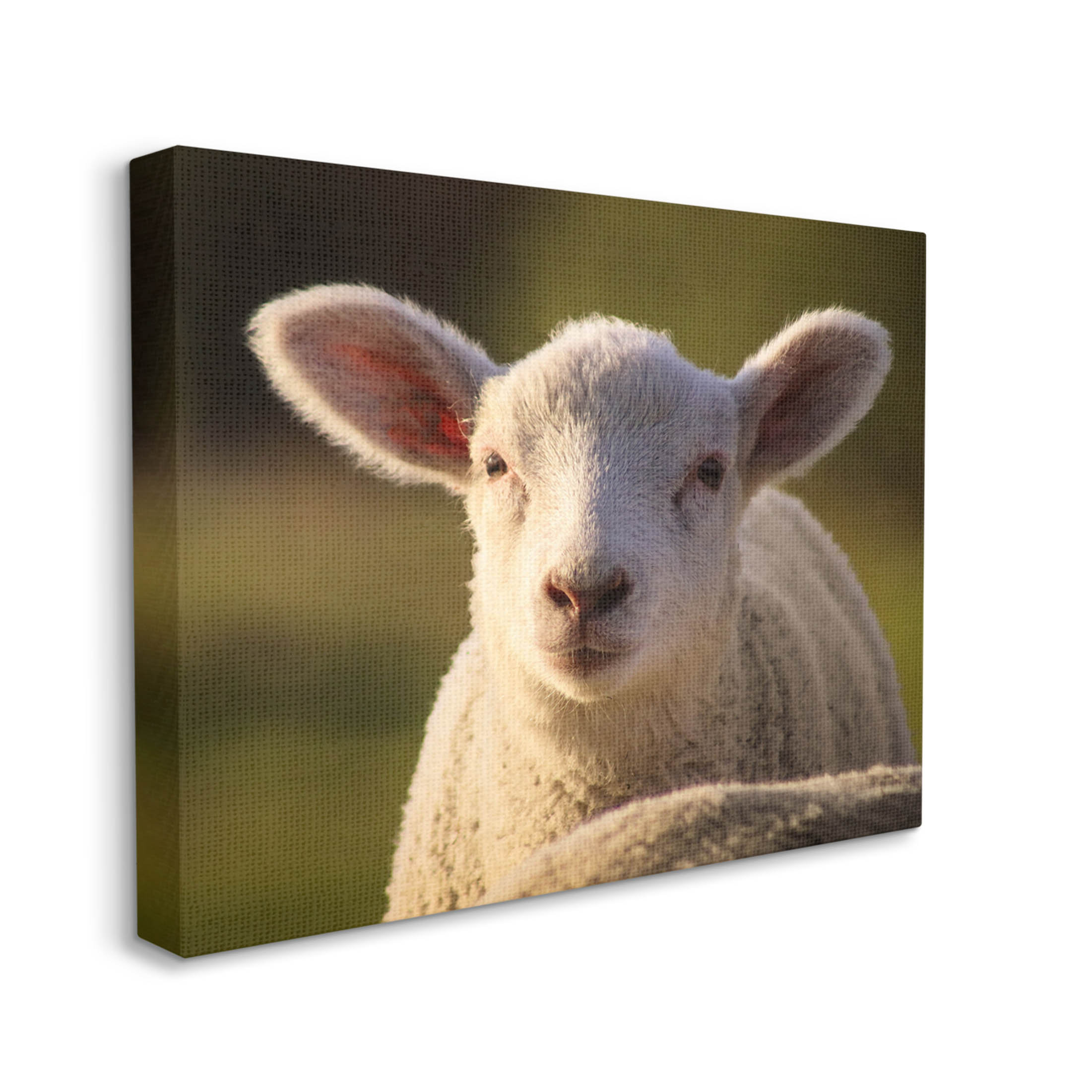 Latitude Run® Gazing Farm Sheep Photograph by Daphne Polselli - Wrapped ...