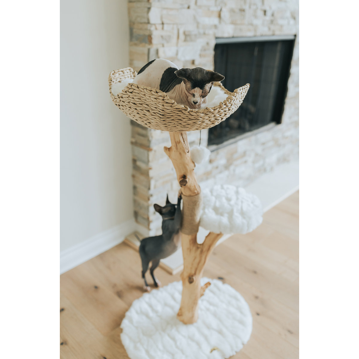 Archie & Oscar™ 43" Lina Cat Tree & Reviews | Wayfair