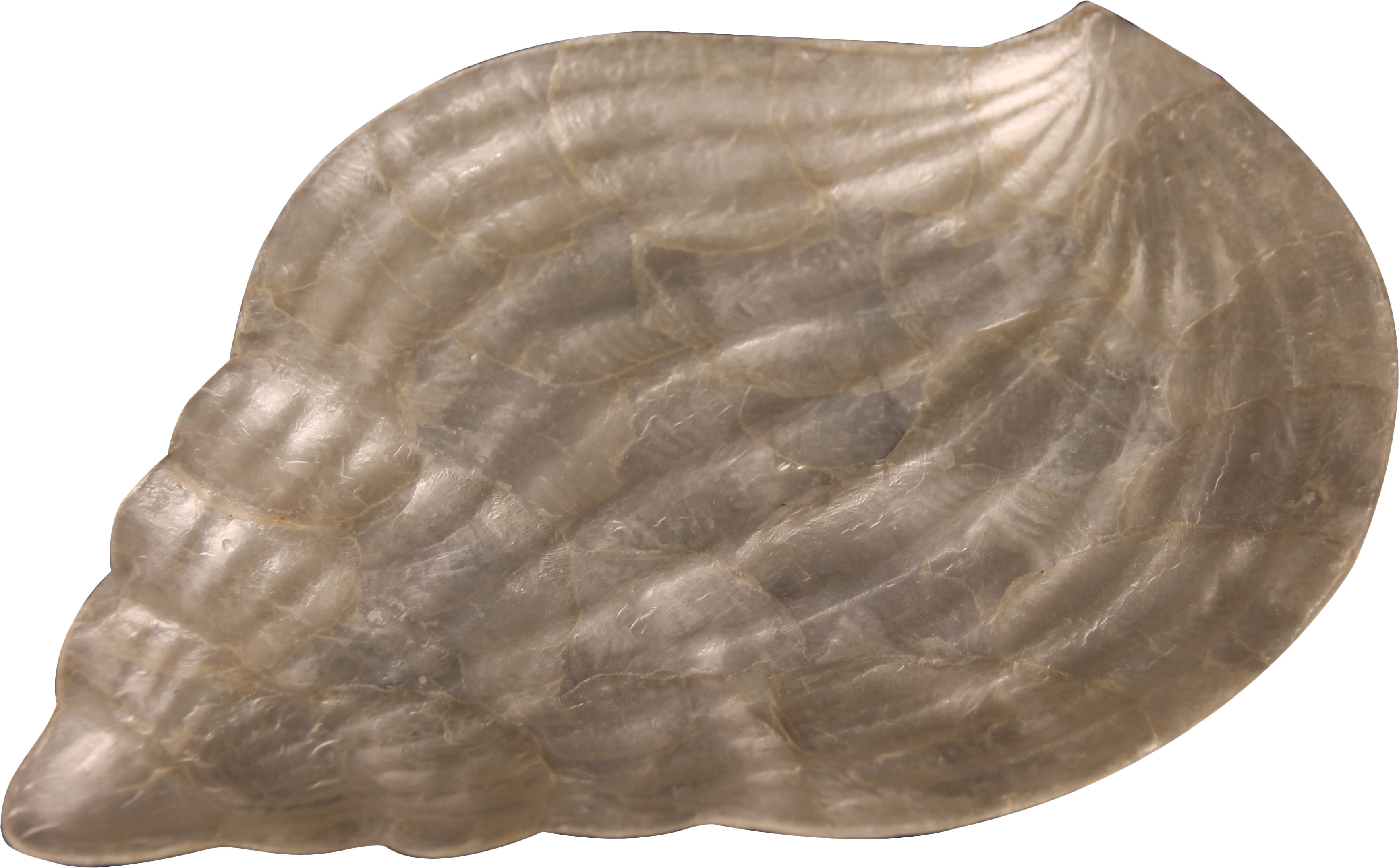 Cheungs Capiz Shell Shaped Tray | Wayfair