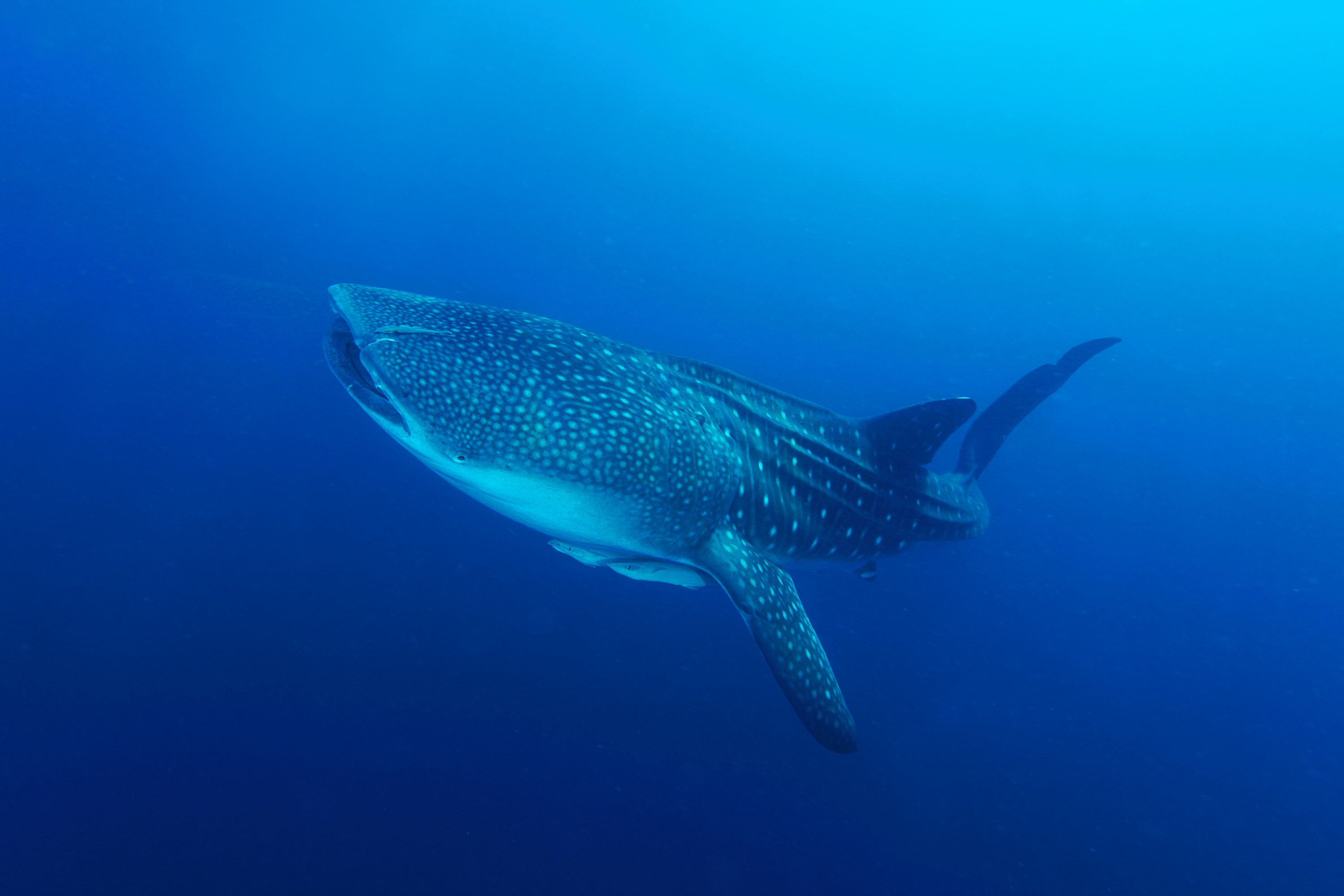 Highland Dunes Whale Shark - Wrapped Canvas Photograph | Wayfair