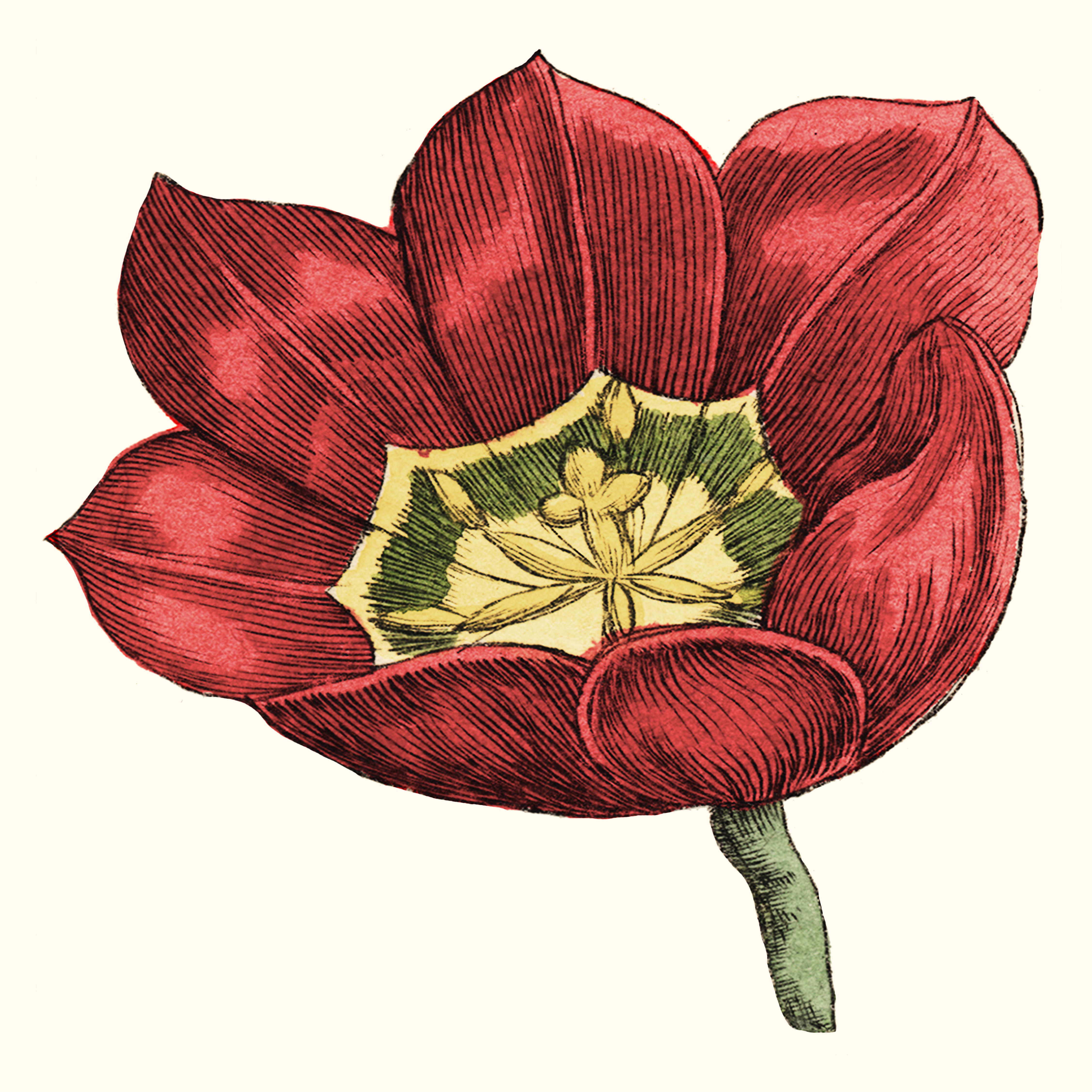 Red Barrel Studio Tulip Garden VIII | Wayfair