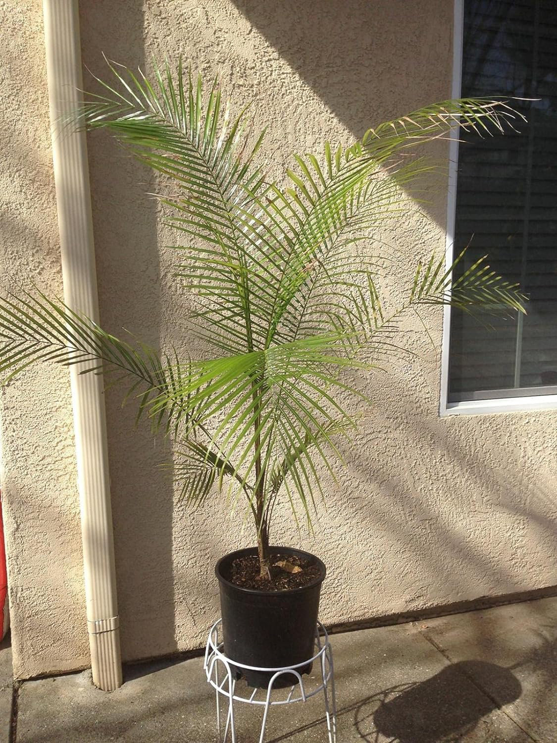 Wekiva Foliage LLC Wedding Palm - Live Plant in a 4 inch Pot ...