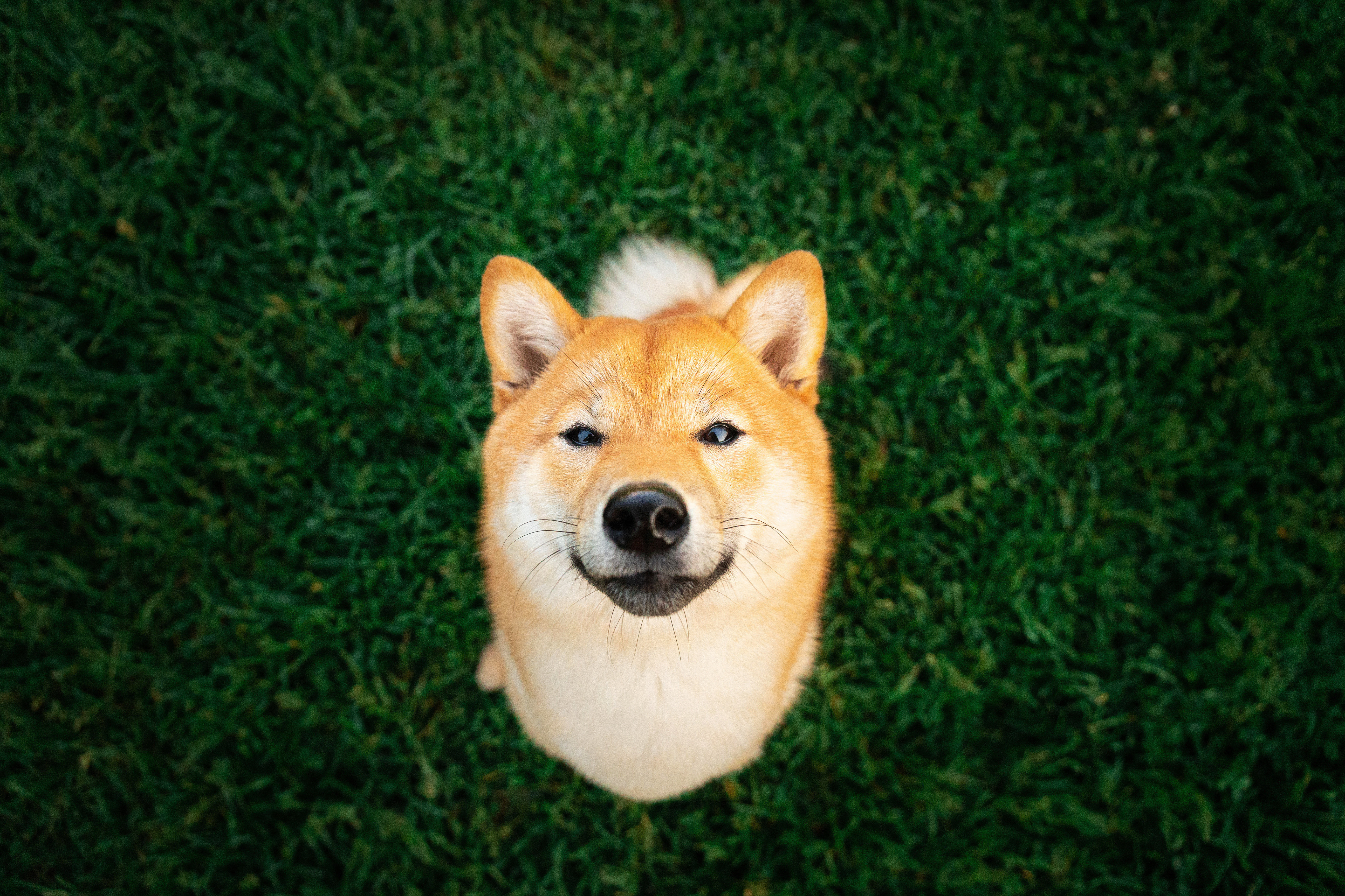 17 Stories Adorable Shiba Inu - Wrapped Canvas Photograph | Wayfair.co.uk