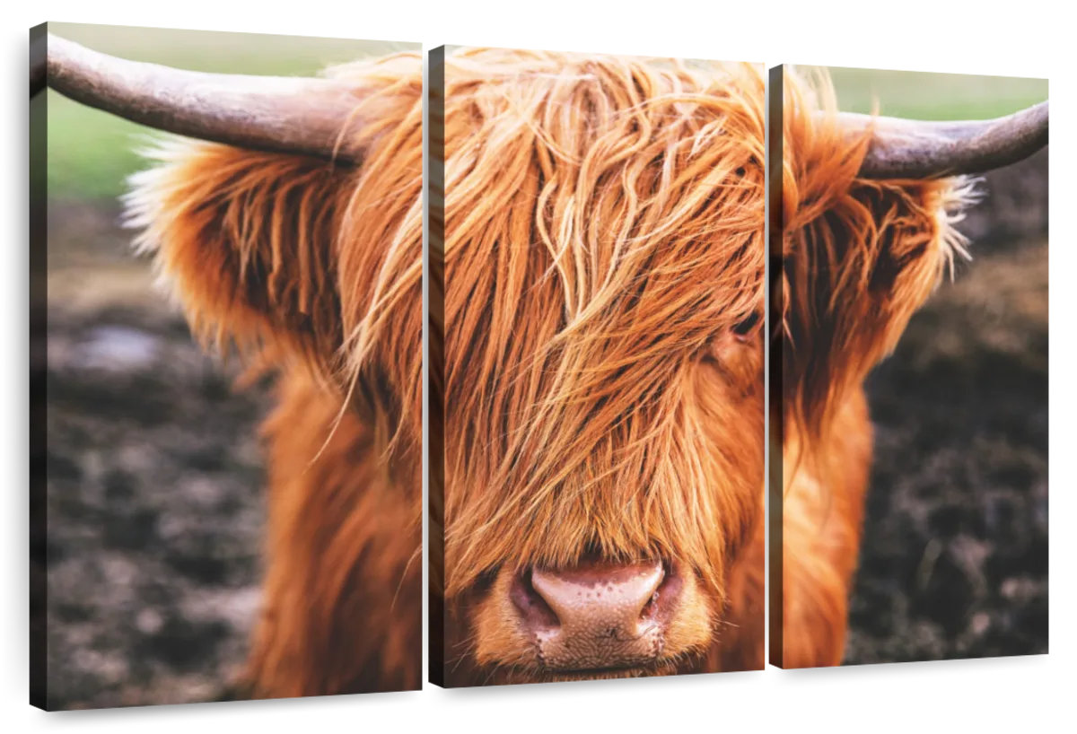 Ebern Designs Highland Cow Fringe - Wayfair Canada