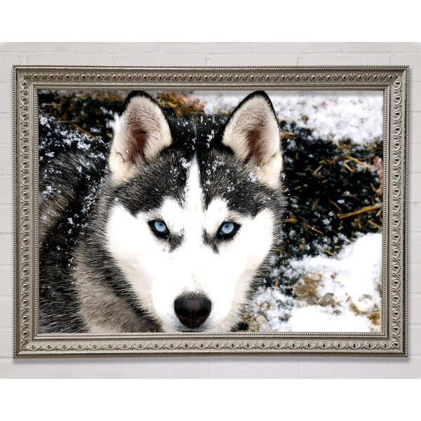 Union Rustic Siberian Husky Wolf - Single Picture Frame Print | Wayfair ...