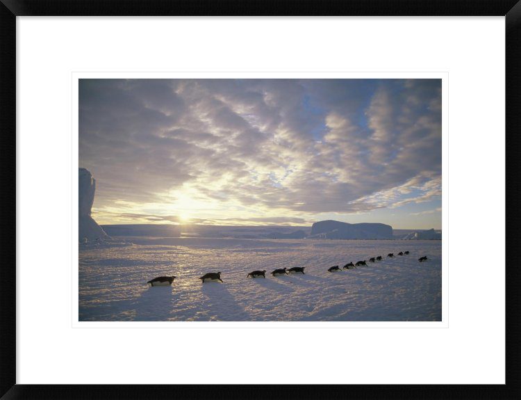 Global Gallery 'Emperor Penguins Tobogganing To Rookery, Edward Viii ...