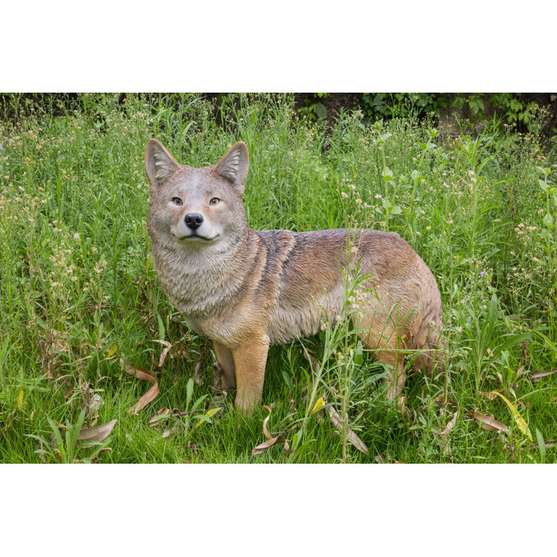 Hi-Line Gift Ltd. Coyote Standing Statue & Reviews | Wayfair