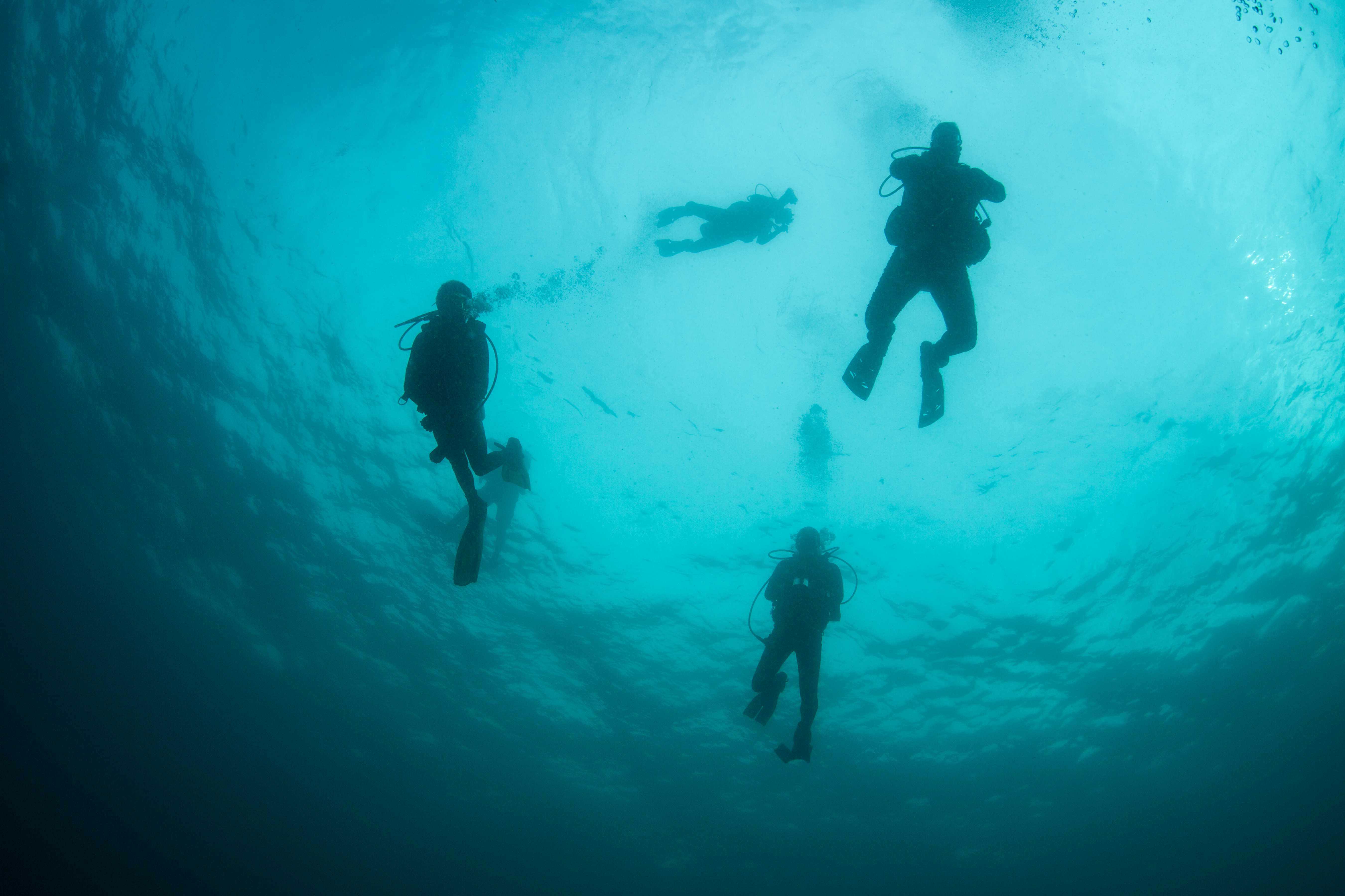 Highland Dunes Scuba Divers by - Wrapped Canvas Photograph - Wayfair Canada