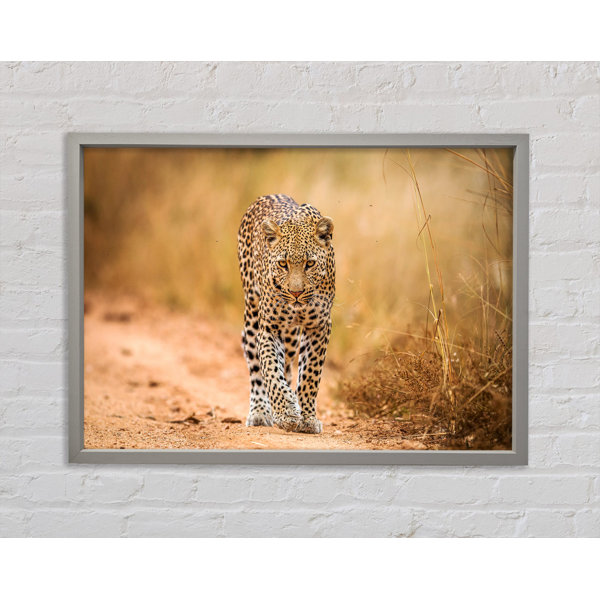 Bright Star Leopard Walk - Single Picture Frame Print on Canvas ...