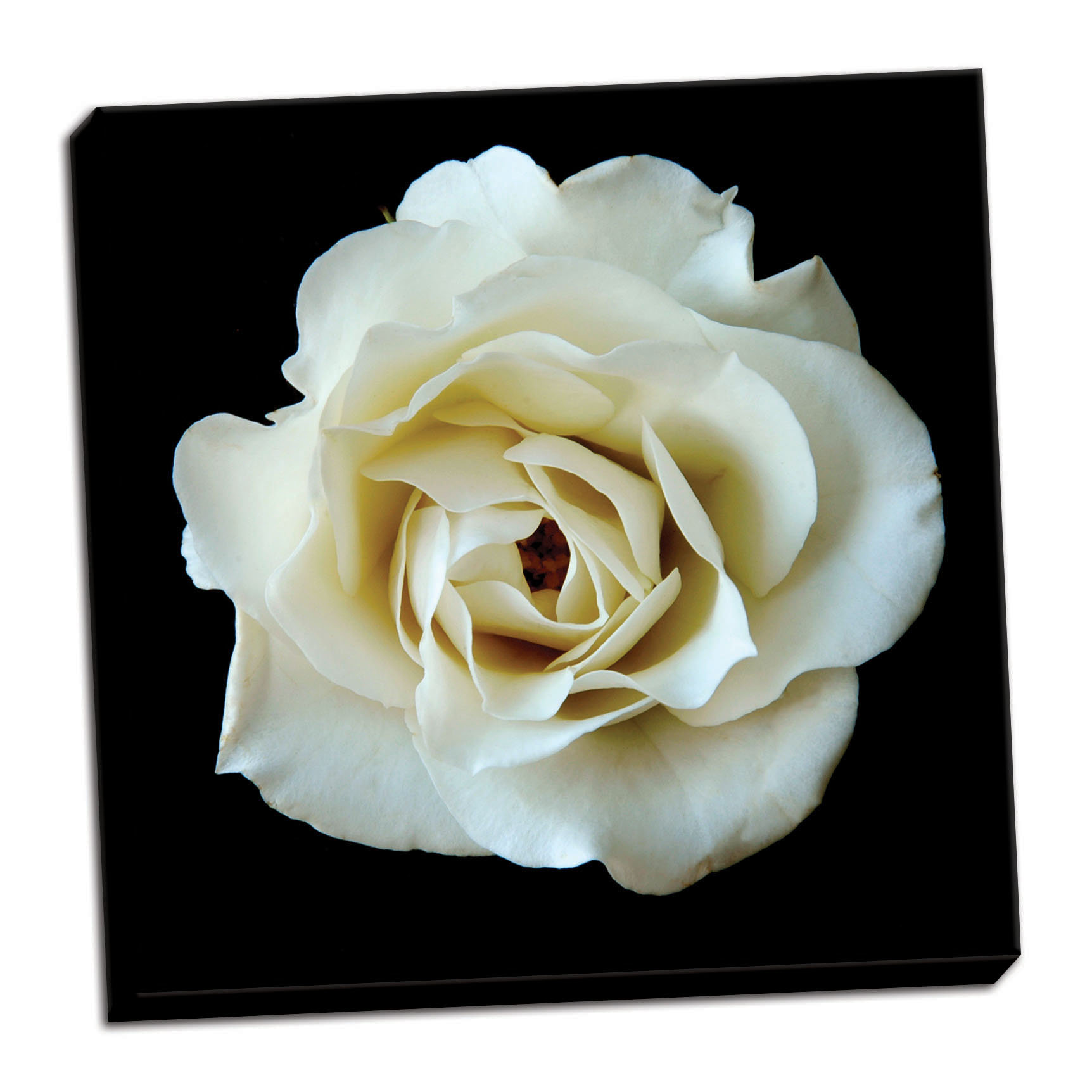 Ebern Designs 'White Rose II' Photographic Print on Wrapped Canvas ...