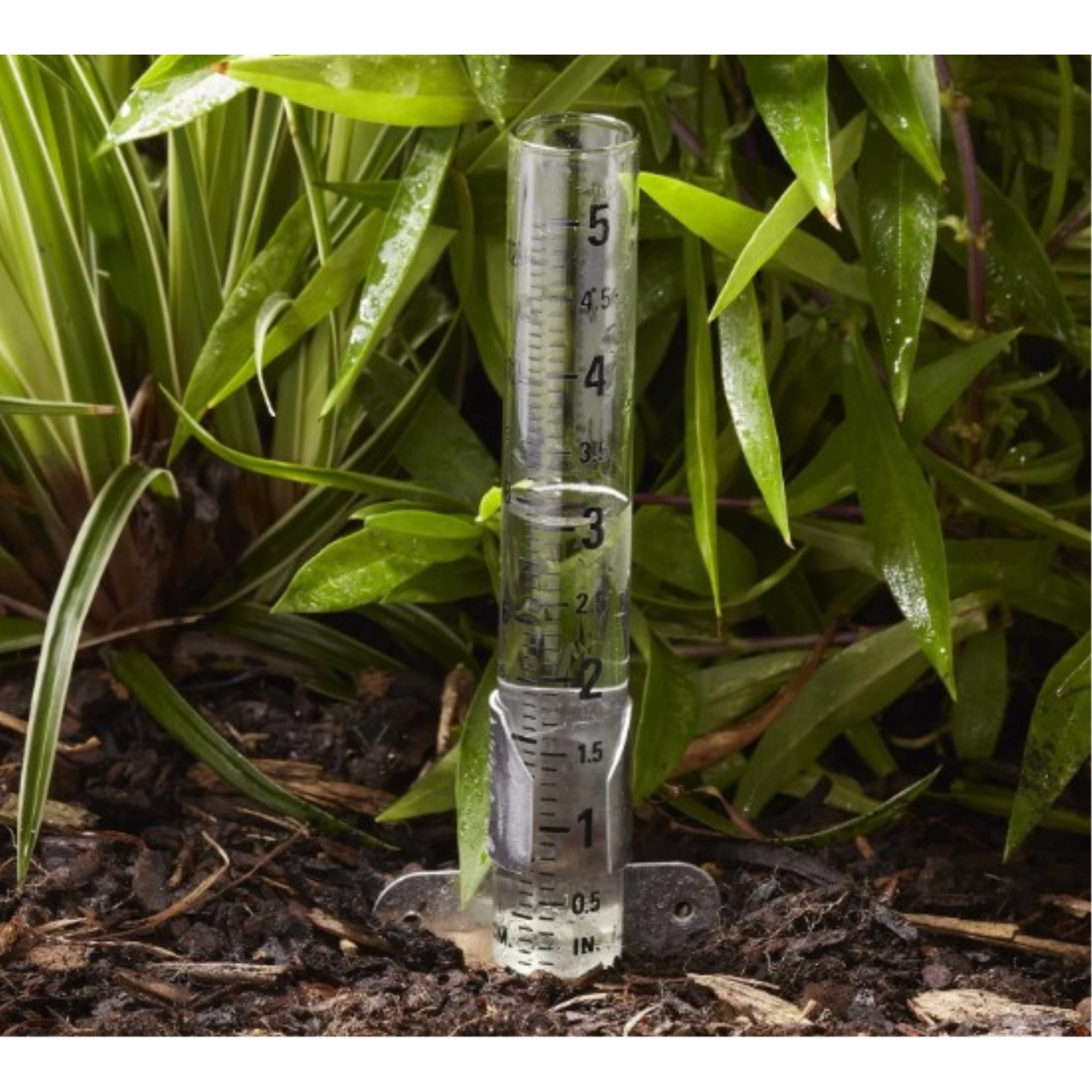 Taylor Precision Products Taylor Precision Glass Rain Gauge | Wayfair