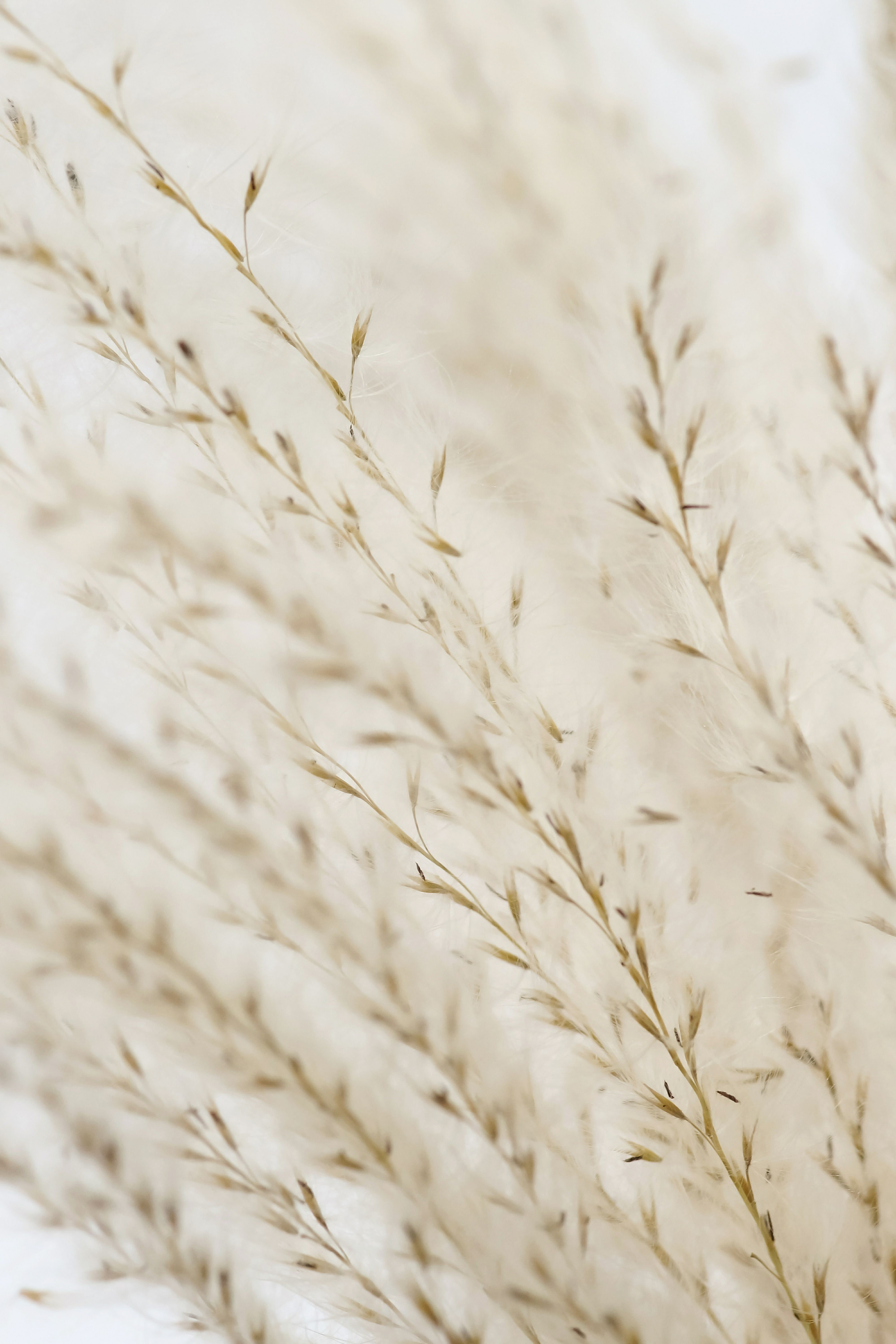 Ebern Designs Desota Pampas Grass Neutral Beige by Irenastar - Wrapped ...