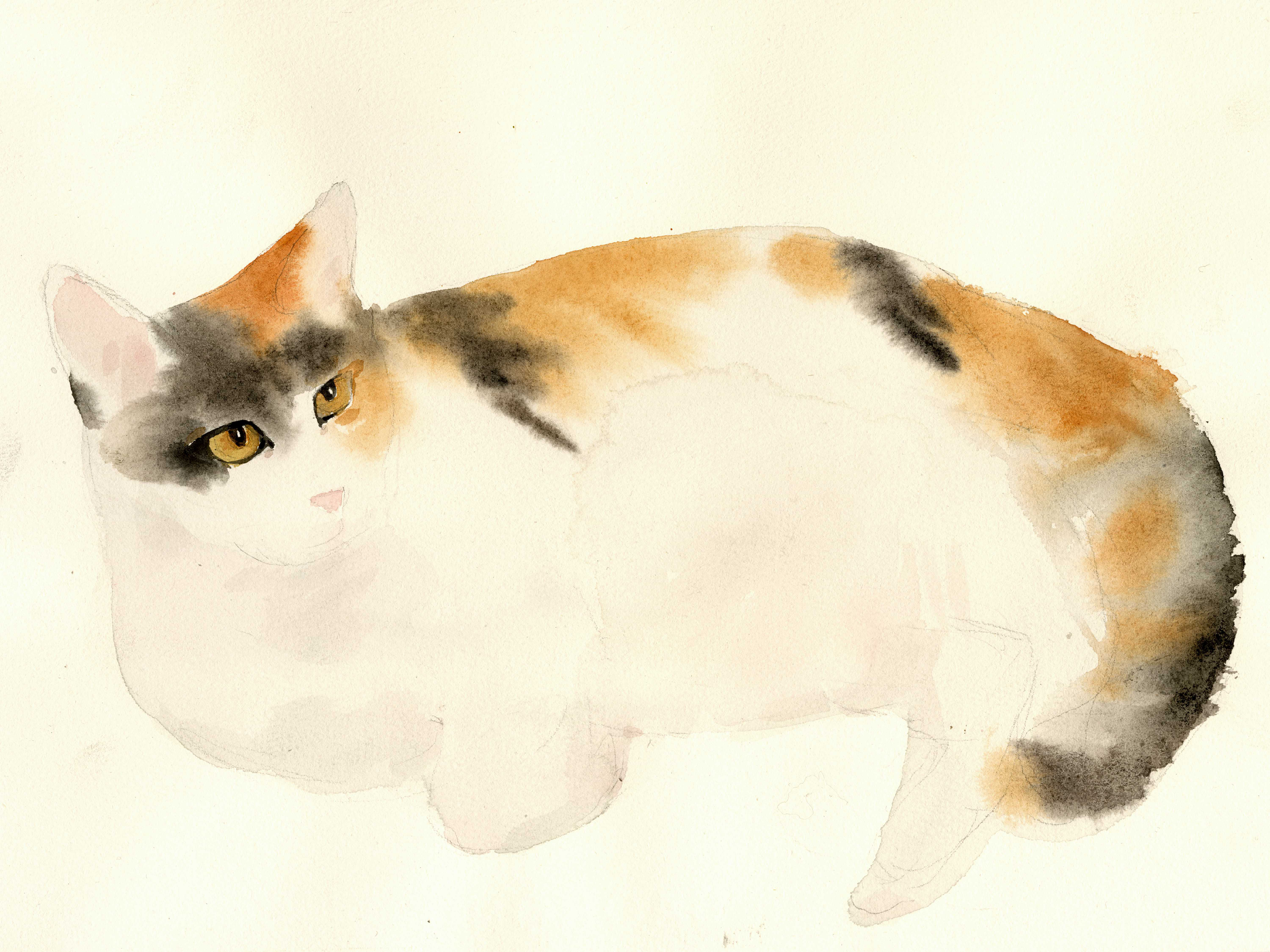 Winston Porter The Cat - Wayfair Canada