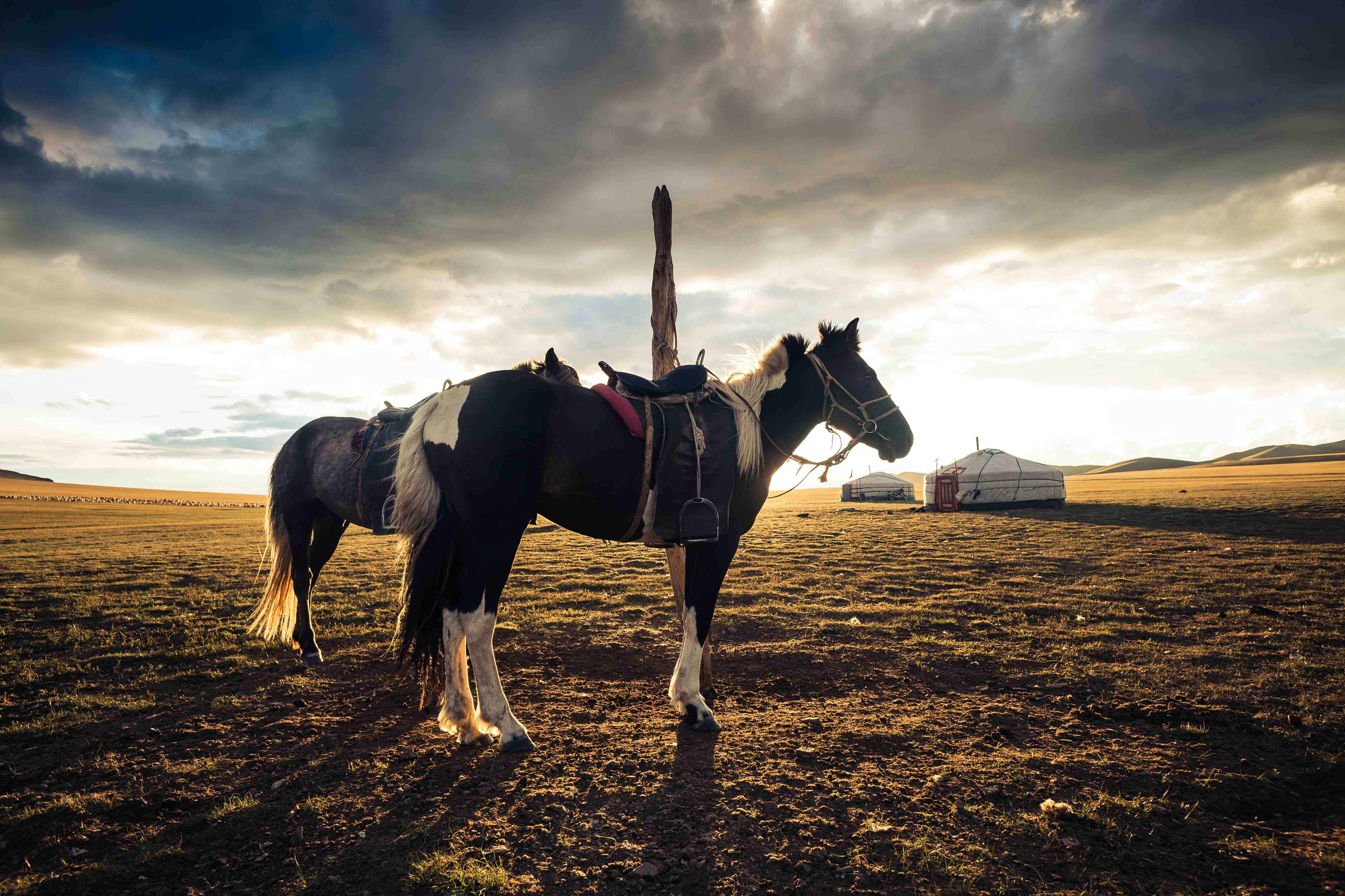 Gracie Oaks Yelverton Horses And Yurt, Mongolia by - Wrapped Canvas ...