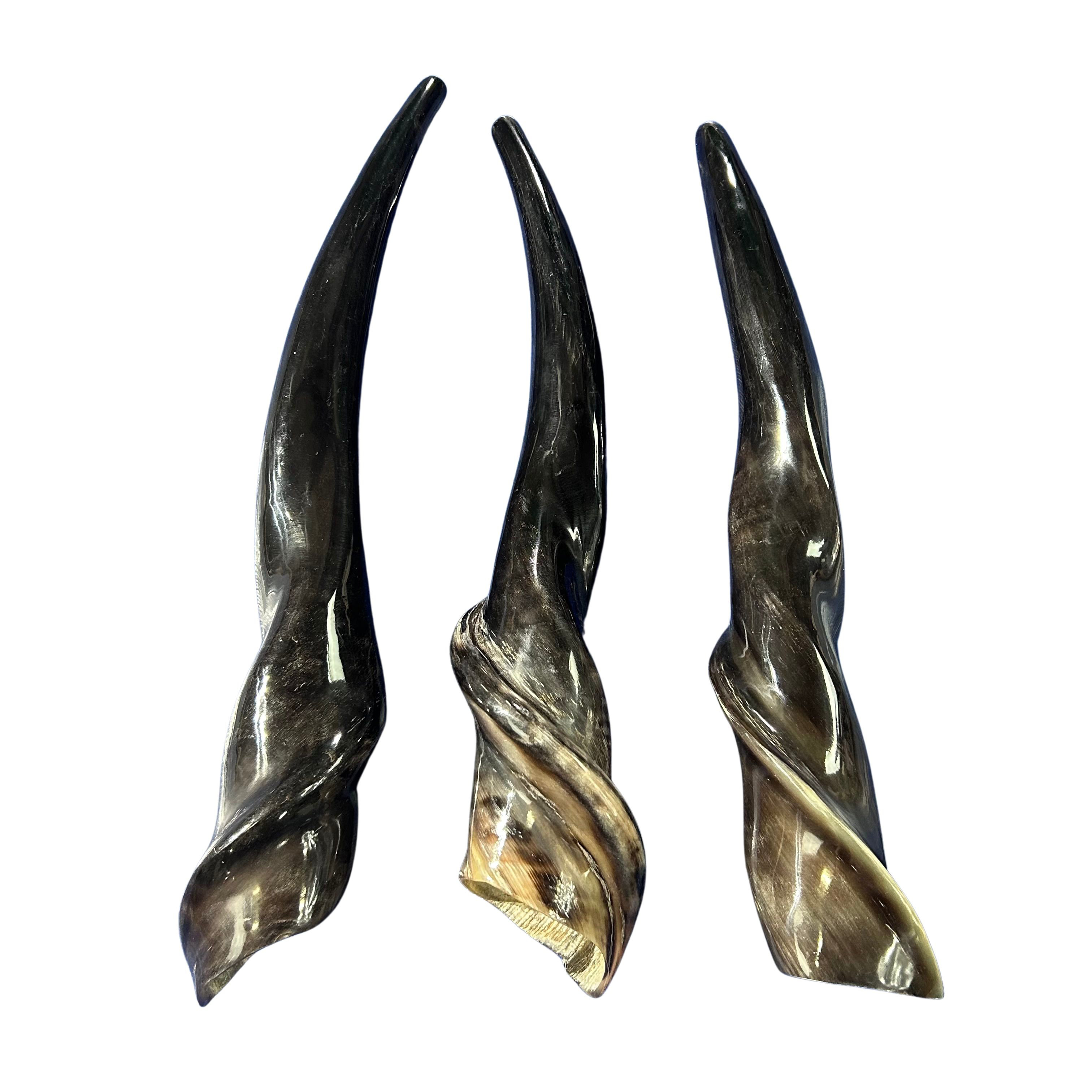Bungalow Rose Fully Polished Eland Shofar | Wayfair