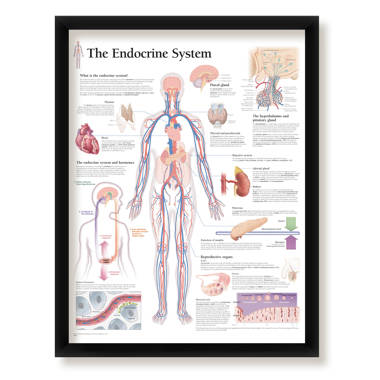 Endocrine System Wall Chart