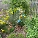 Regal Art & Gift Goofy Bird Stake - Peacock & Reviews | Wayfair