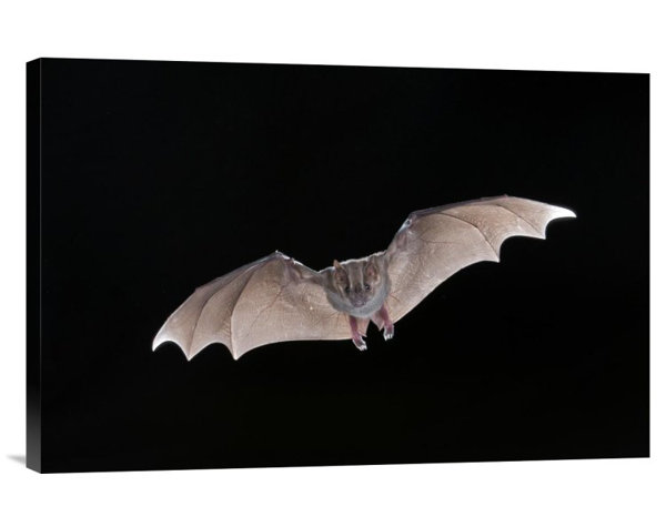 Bless international Jamaican Fruit-Eating Bat Flying On Canvas Print ...