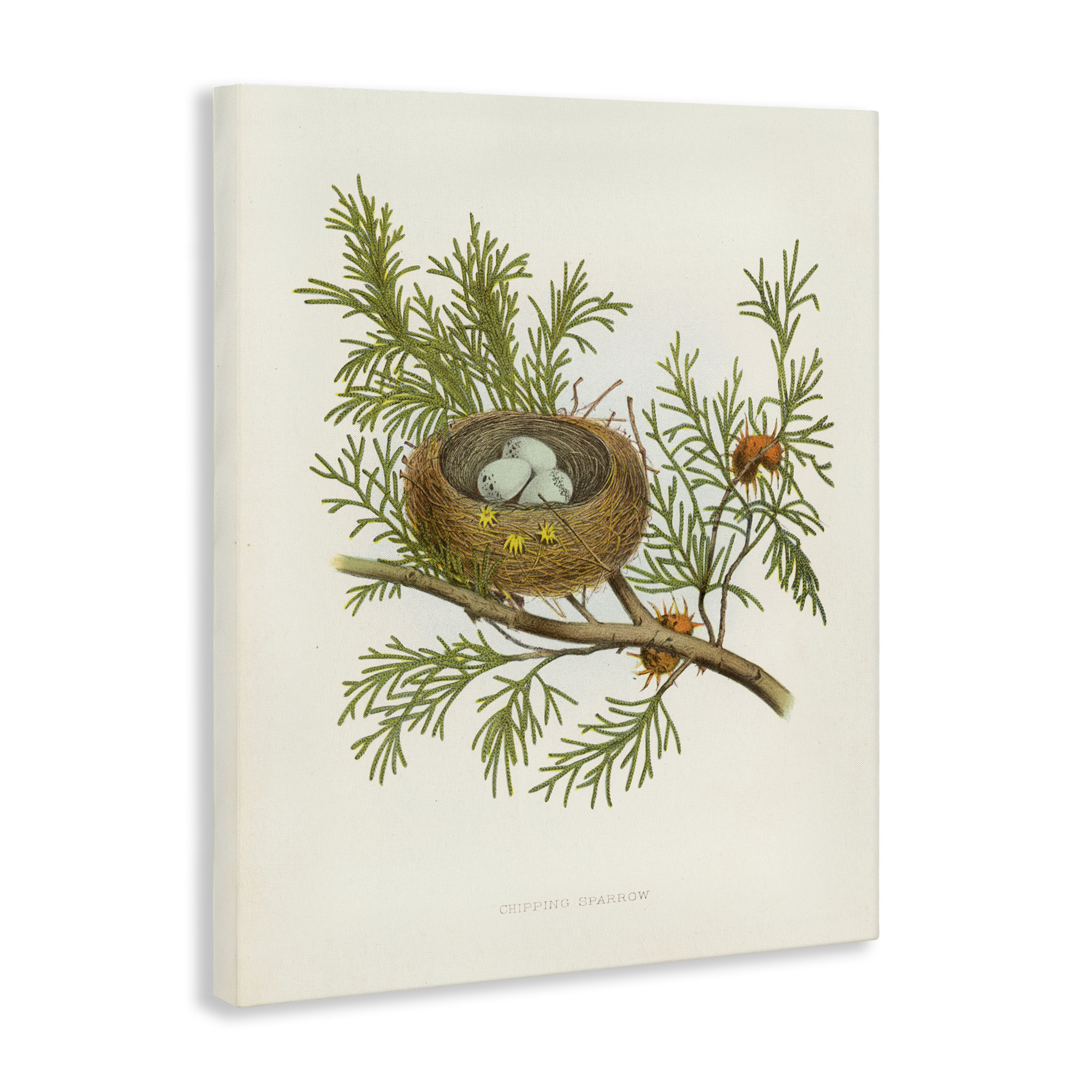 Red Barrel Studio® Forest Bird Nest on Branch Canvas Wall Art by Tina ...