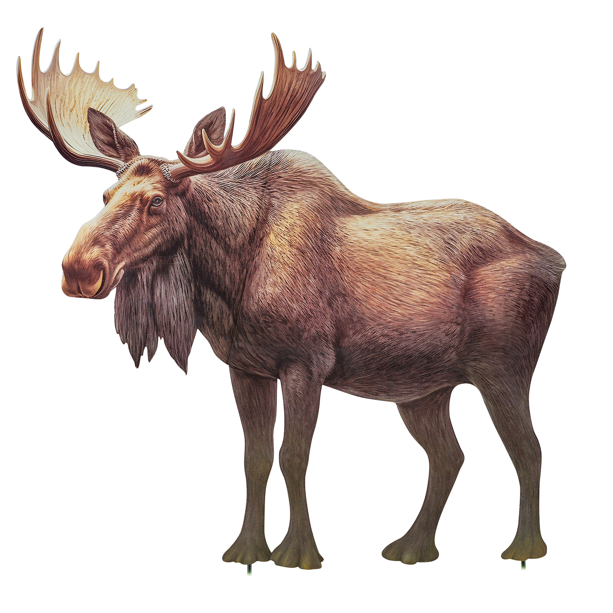 Loon Peak® Jylen Realistic Moose Stake Photo Realistic Moose Outdoor ...