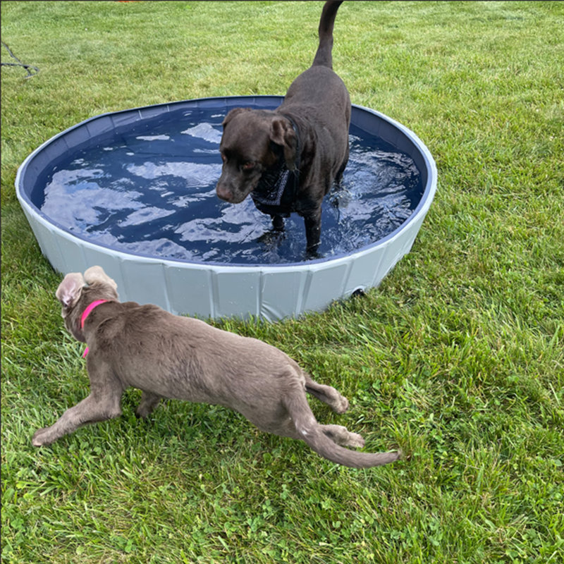 Kovity 63"x 12" Foldable Dog Pools for Large Dogs, Kids Swimming Pool ...