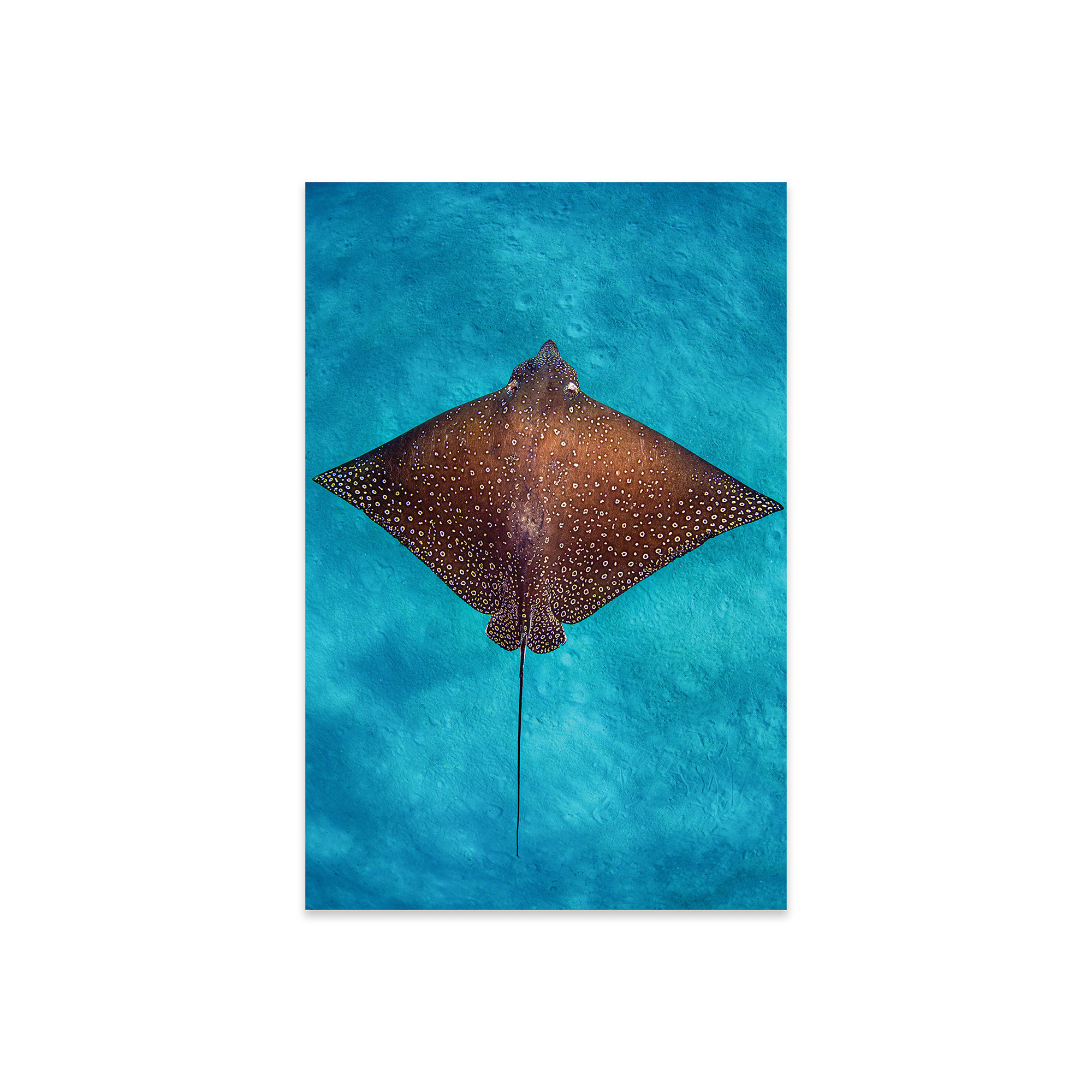 Dovecove Aqua Blue Eagle Ray Vertical Print On Acrylic Glass - Wayfair ...