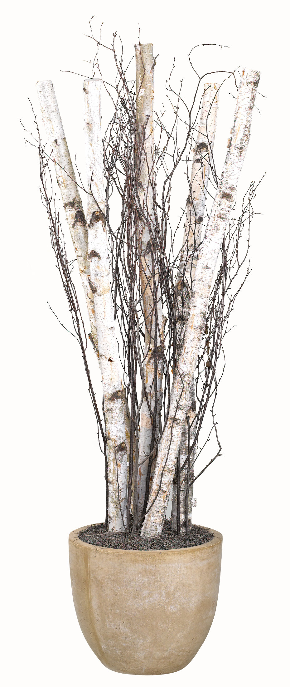 Union Rustic Birch Poles and Birch Tree Tops Resin Plant in Planter ...