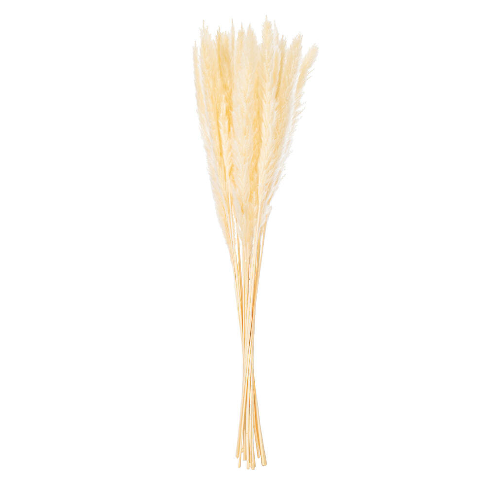 Dakota Fields 30" Dried Bleached Reed Bunch. Approximately 20 stems ...