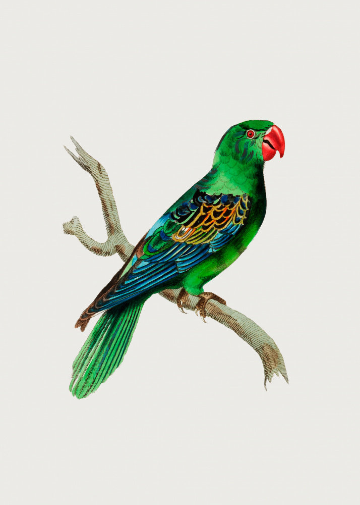 17 Stories Great Billed Parrot | Wayfair.co.uk