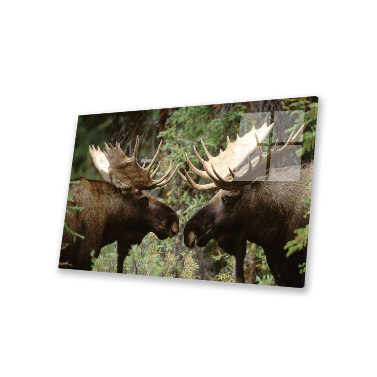 Union Rustic Alaska Moose Pair Of Males Confronting Each Other In The ...