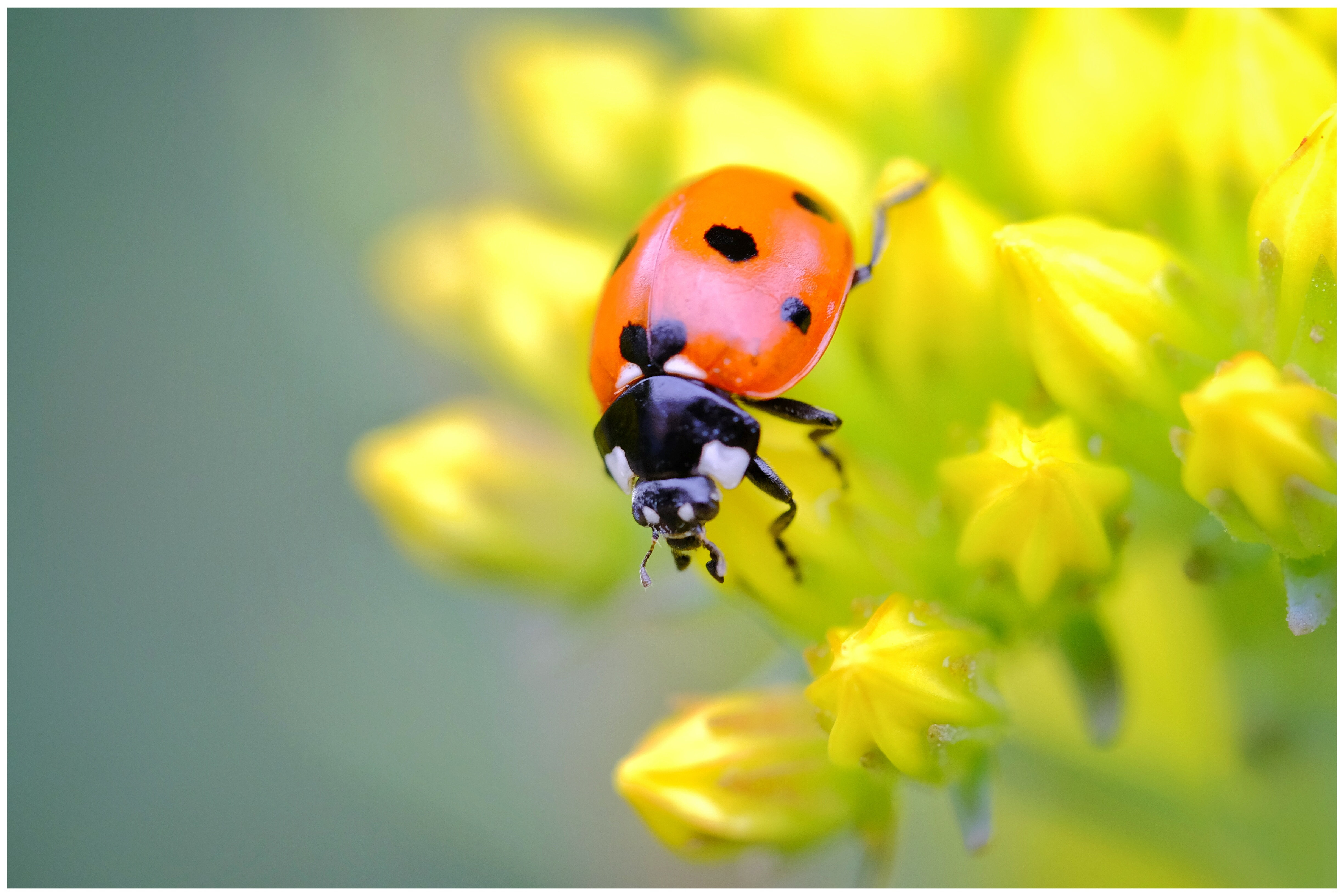 Hokku Designs Deloise Ladybird by Randomerophotos | Wayfair