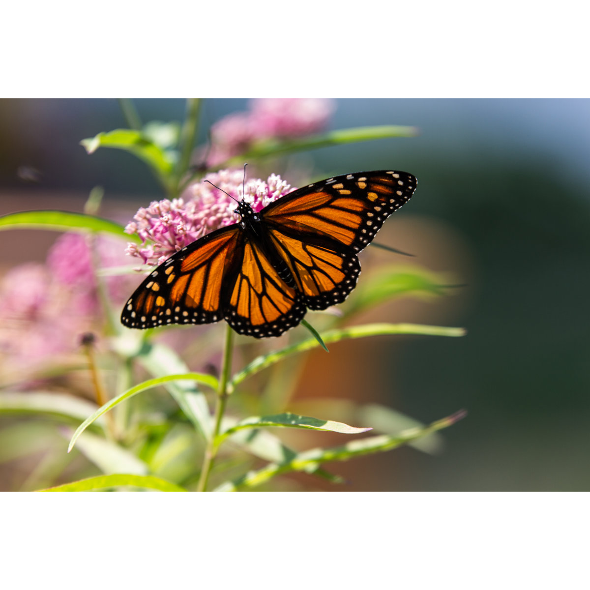 Ebern Designs Monarch Butterfly by Jeff Stefan - Wrapped Canvas ...