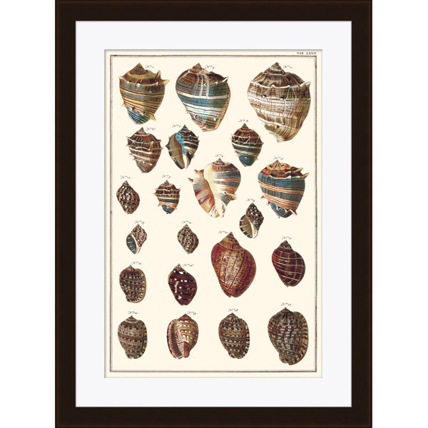 Soicher-Marin Finn and Ivy «Electric Seashells 2» - Peinture sur papier ...