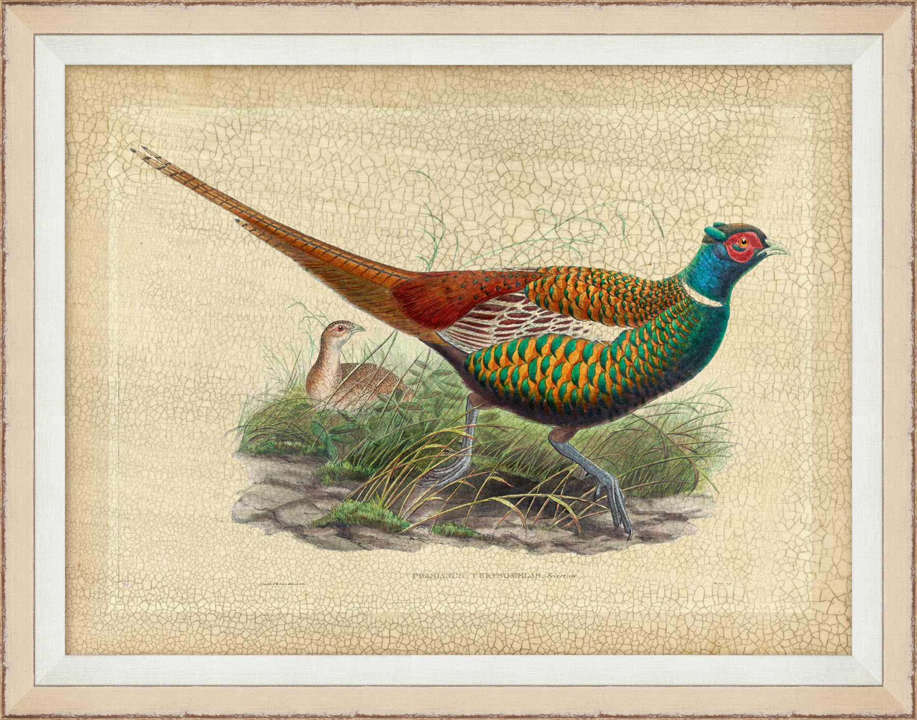 Wendover Art Group Pheasant Collection 8 - Picture Frame Graphic Art on ...