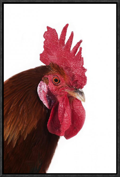 East Urban Home 'Domestic Chicken, Gaulois Dore, Cockerel, Close-Up Of ...