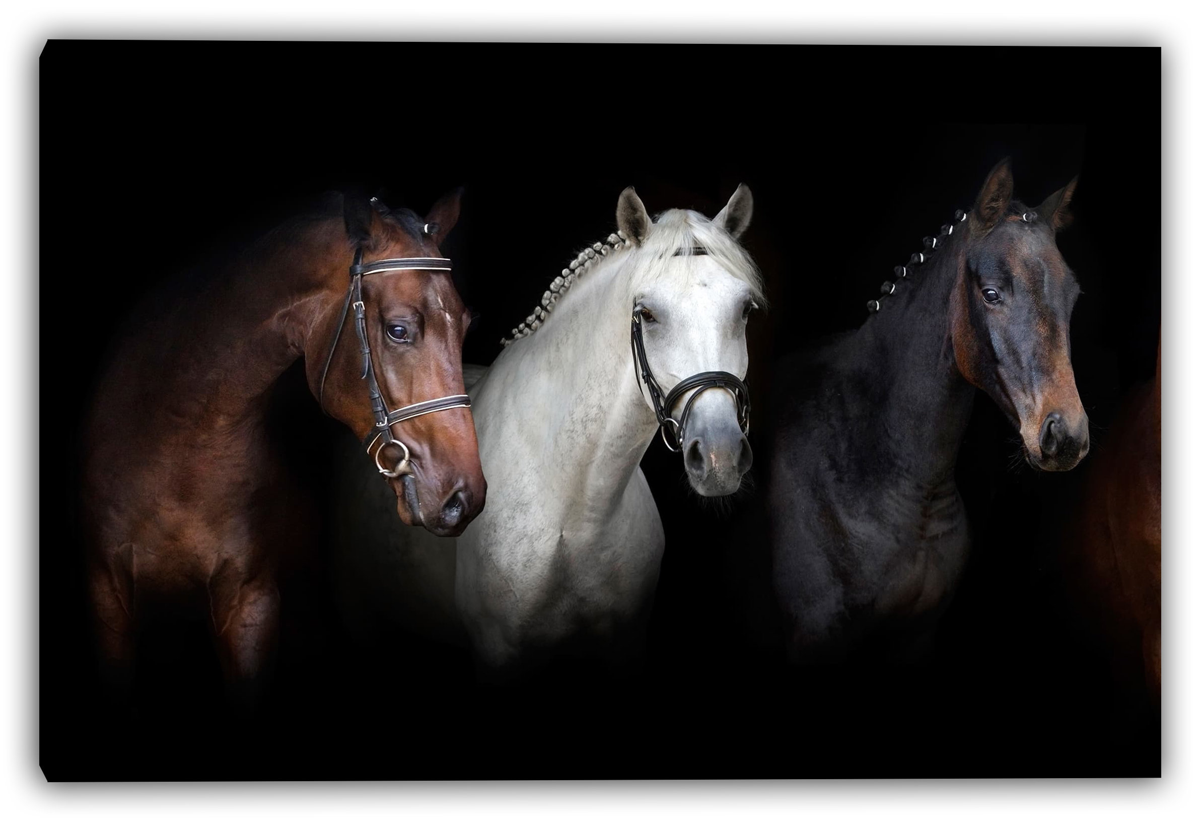 Gracie Oaks Regal Trio - Equestrian Portrait Series Canvas Art | Wayfair