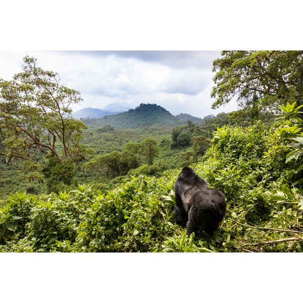 Alpen Home Mountain Gorilla by Dennis Stogsdill - Wrapped Canvas ...