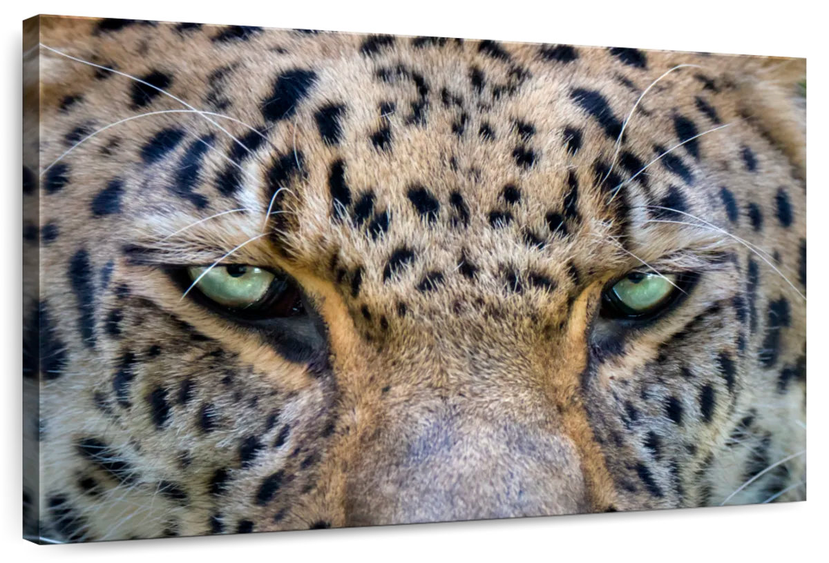 Elephant Stock Leopard Eyes | Wayfair