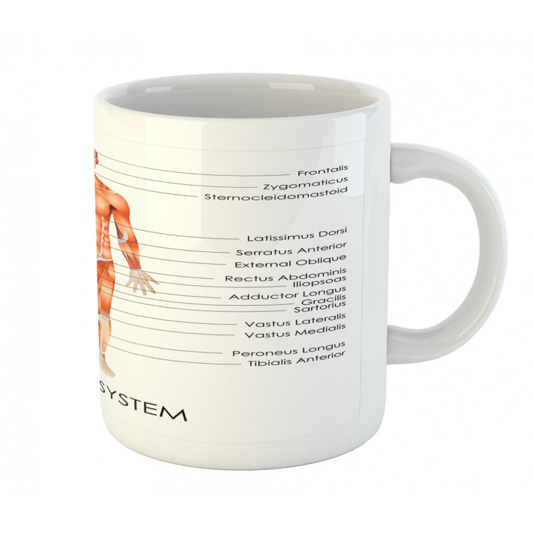 Bless international Human Anatomy Coffee Mug - Wayfair Canada