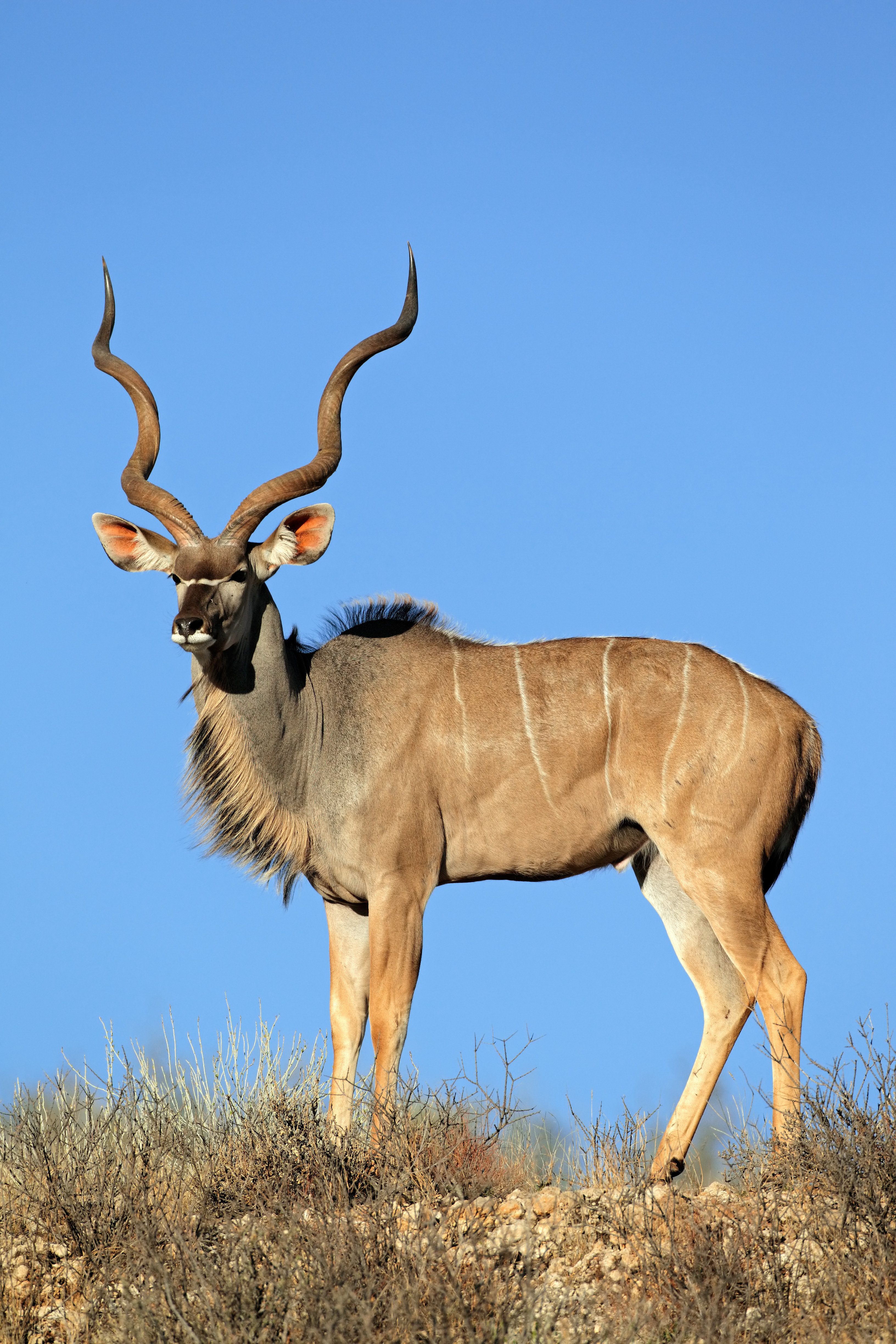 Union Rustic Kudu antelope by Ecopic - Wrapped Canvas Photograph | Wayfair
