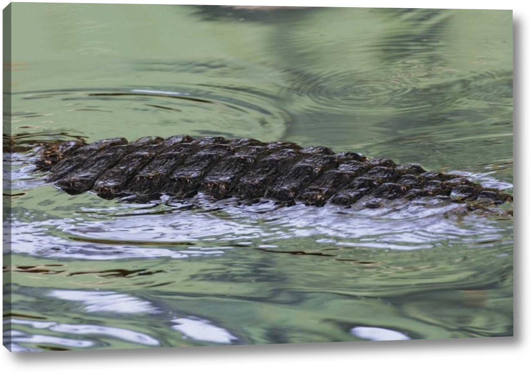 Bay Isle Home™ 'FL American alligator back in water' by Arthur Morris ...