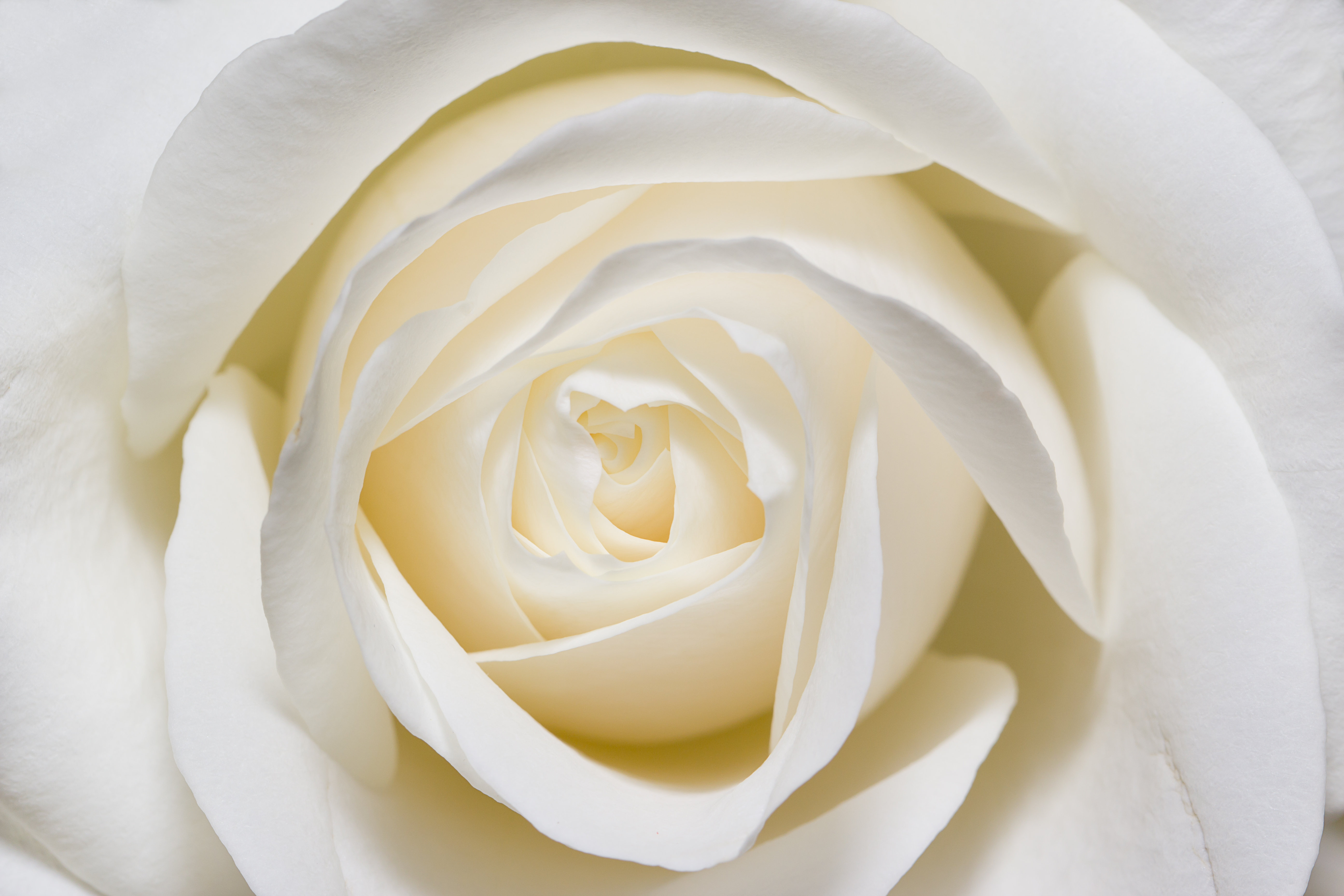 Everly Quinn White Rose - Wayfair Canada