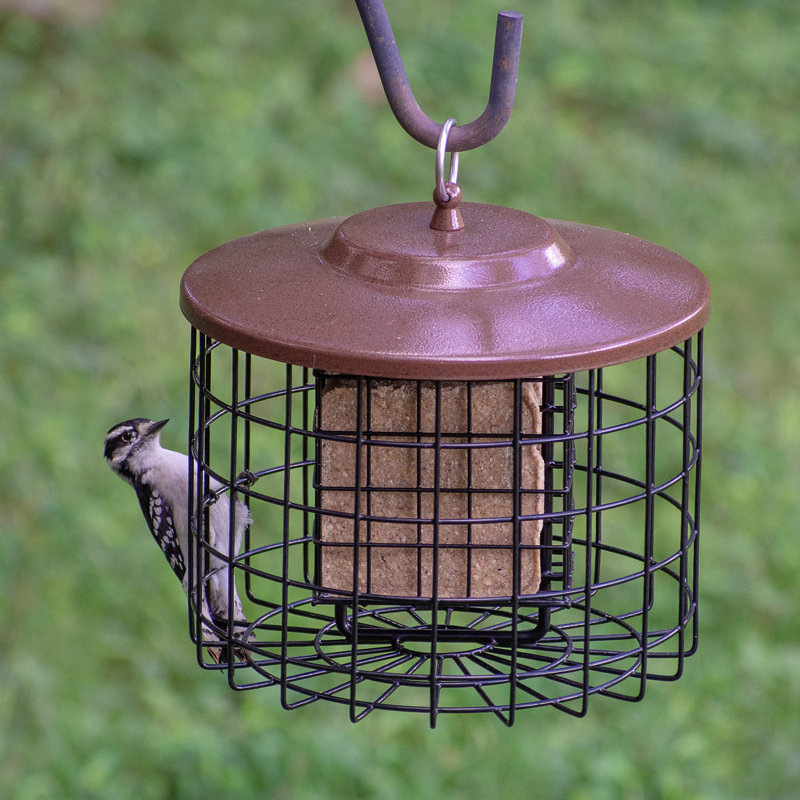 17 Stories Double Suet Caged Bird Feeder - Squirrel Proof, Durable ...